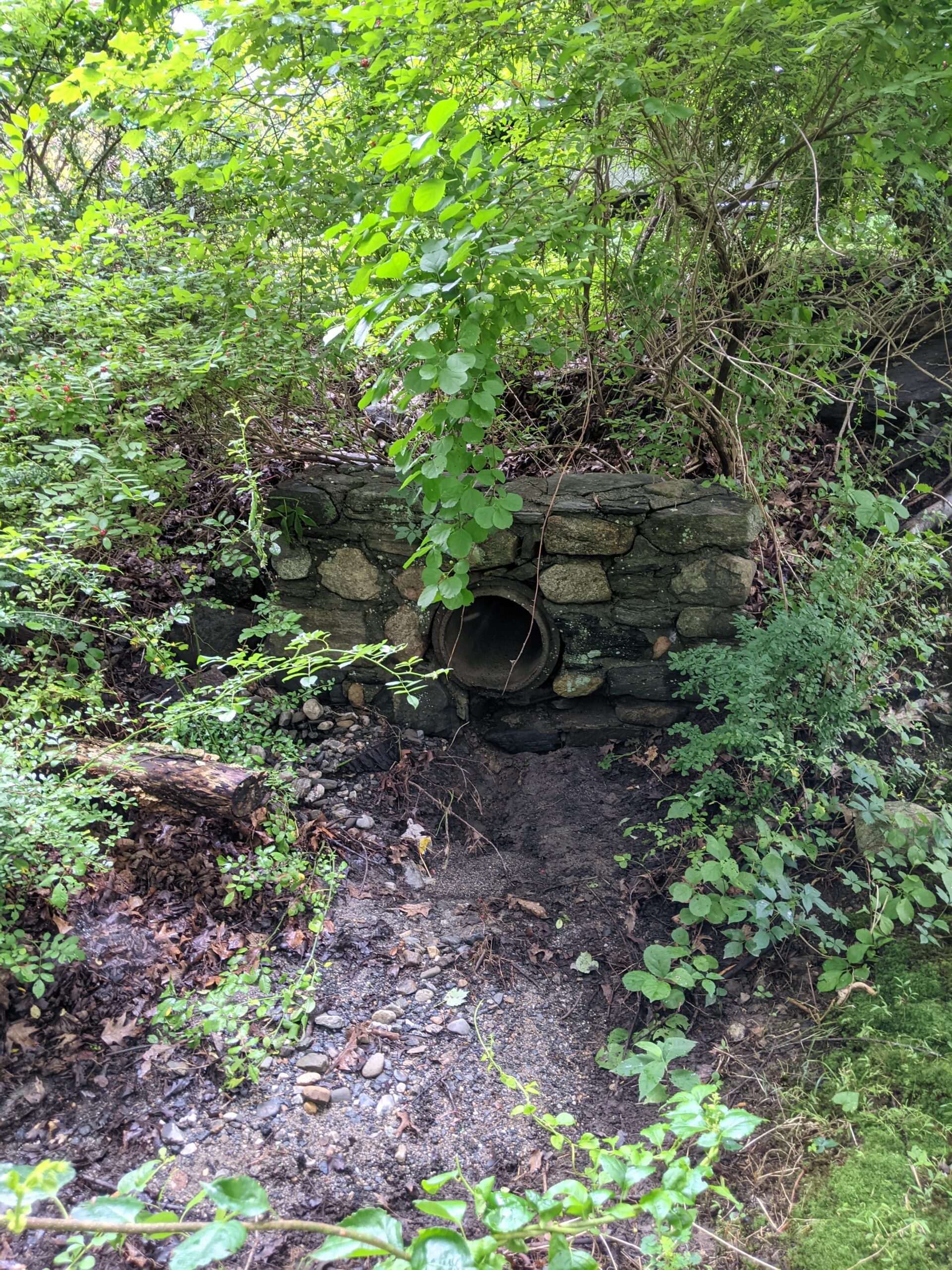 Fixing Drainage Channels and Clearing out Invasives! - EOHWC